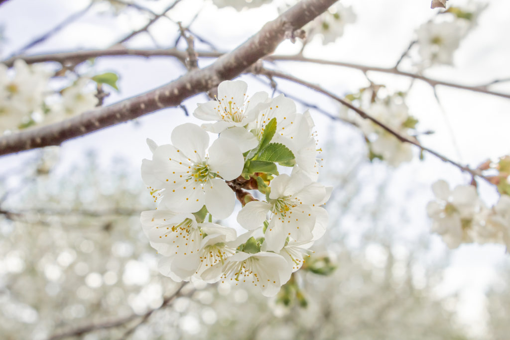 Apple Orchard at Kimmel Vineyard | Everley & Me | Nebraskan Style Blog