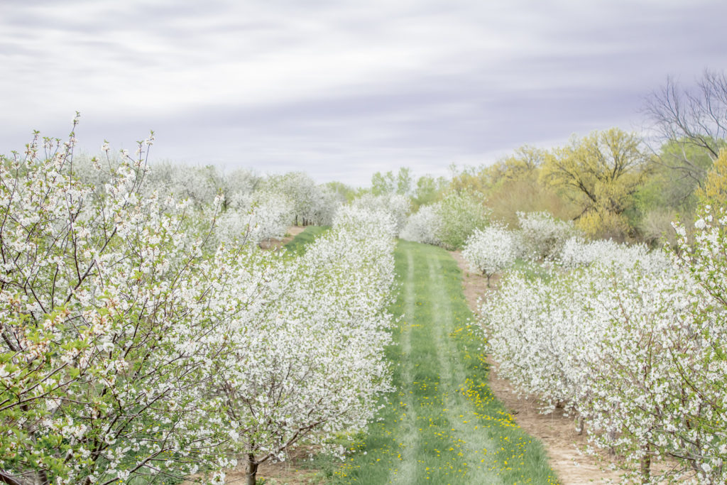 Apple Orchard at Kimmel Vineyard | Everley & Me | Nebraskan Style Blog